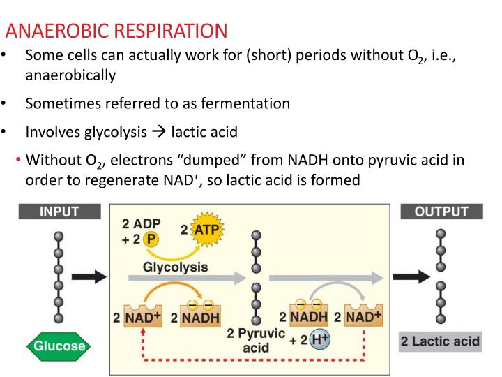 PPT - Evolution of metabolism: CELLULAR RESPIRATION PowerPoint ...