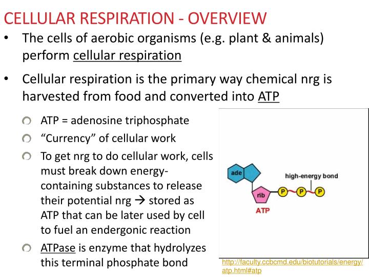 PPT - Evolution of metabolism: CELLULAR RESPIRATION PowerPoint ...