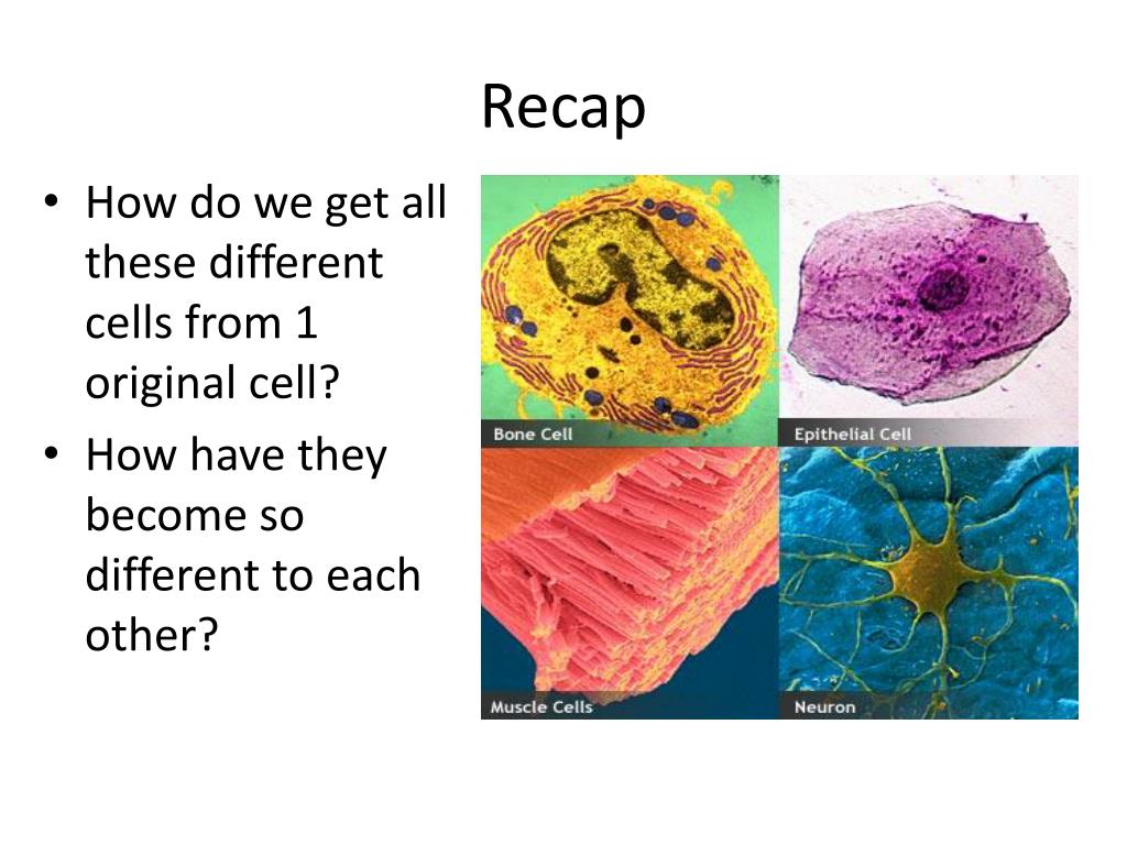 PPT - National 4 & 5 Biology – multicellular organisms PowerPoint ...