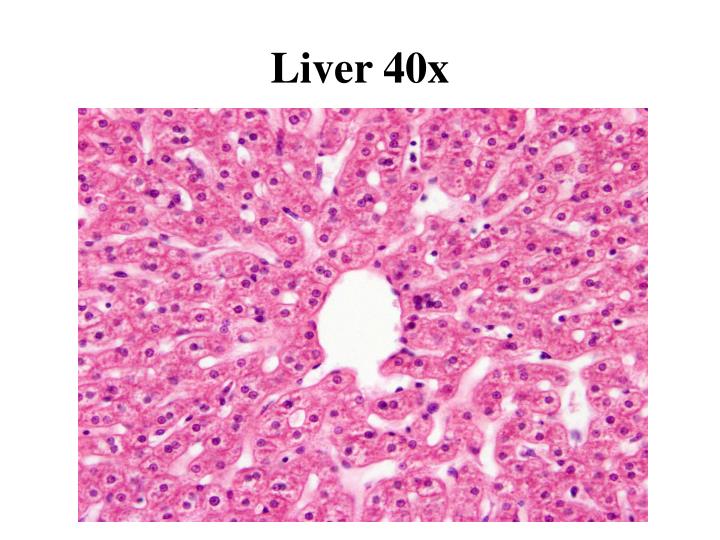 PPT - Liver histology PowerPoint Presentation - ID:2427698
