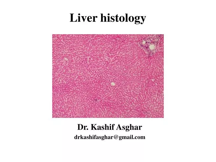 PPT - Liver histology PowerPoint Presentation, free download - ID:2427698