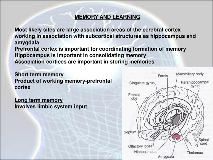 PPT - Integrative Function of the Nervous System PowerPoint ...