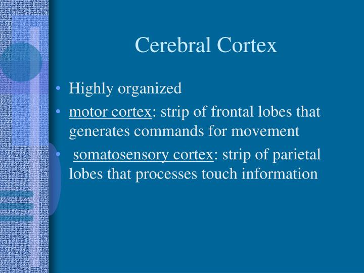 PPT - How the Brain Works PowerPoint Presentation - ID:2428084