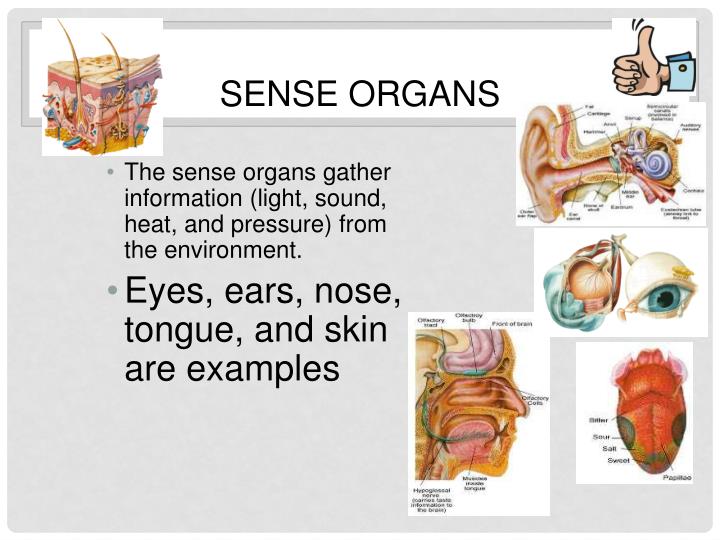 PPT - Ear Notes/ SoUND PowerPoint Presentation - ID:2428200