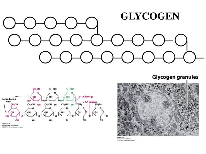 PPT - GLYCOGEN PowerPoint Presentation, free download - ID:2428625