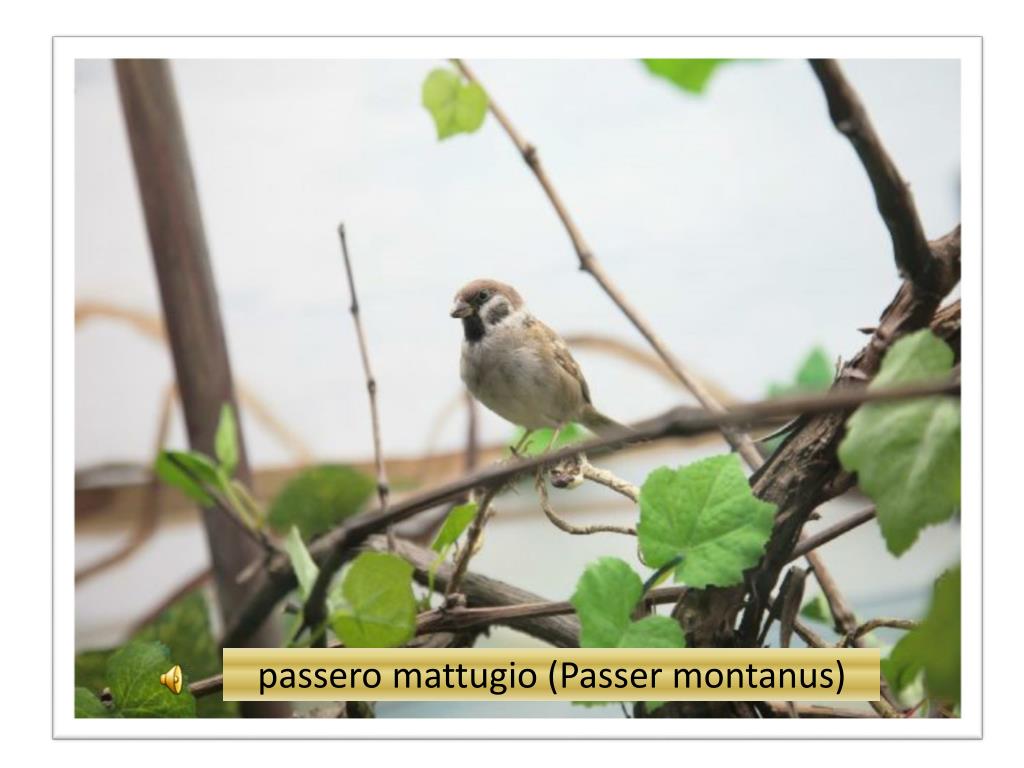 PPT - MUSEO NATURALISTICO DEL GIOTTO ULIVI PowerPoint Presentation ...