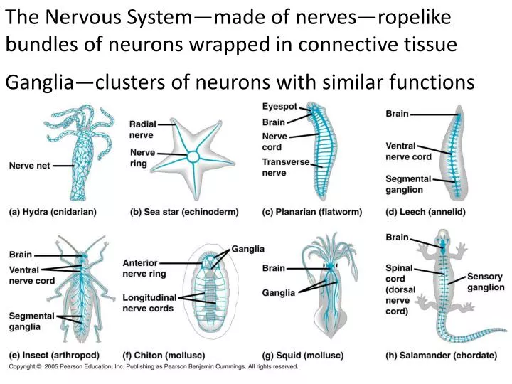 PPT - The Nervous System—made of n erves—ropelike bundles of neurons ...