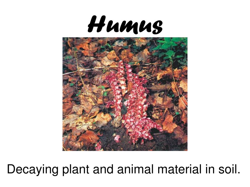 PPT - 4th grade Earth and Space Vocabulary Cards PowerPoint ...