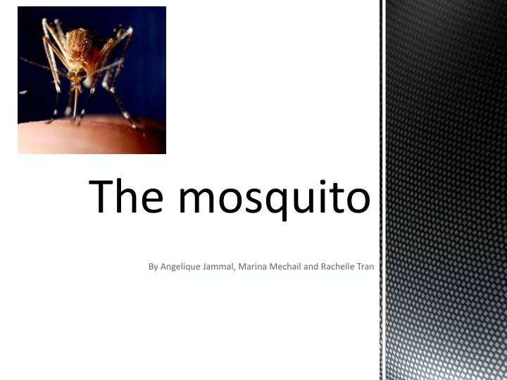 PPT - The mosquito PowerPoint Presentation, free download - ID:2429555