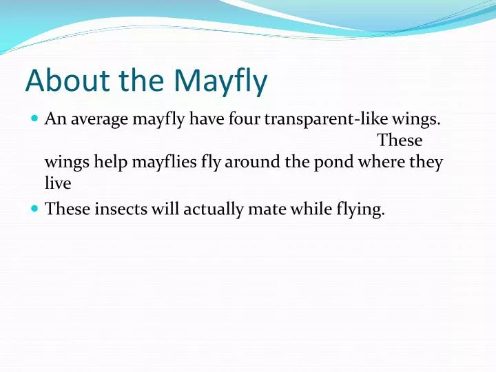 PPT - About the Mayfly PowerPoint Presentation, free download - ID:2429619