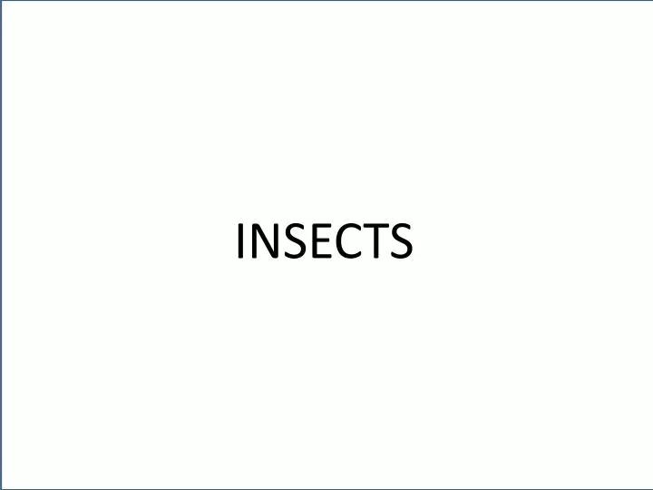 PPT - INSECTS PowerPoint Presentation, free download - ID:2429980