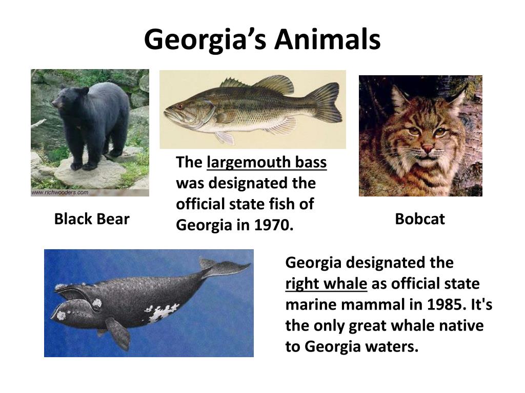 PPT - Have fun as we tour Georgia! PowerPoint Presentation, free ...