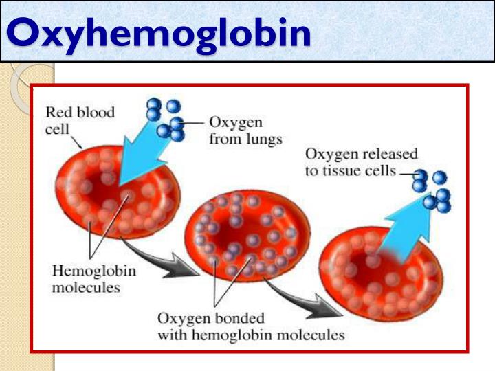PPT - Oxygen and Carbon Dioxide transport in the blood PowerPoint ...