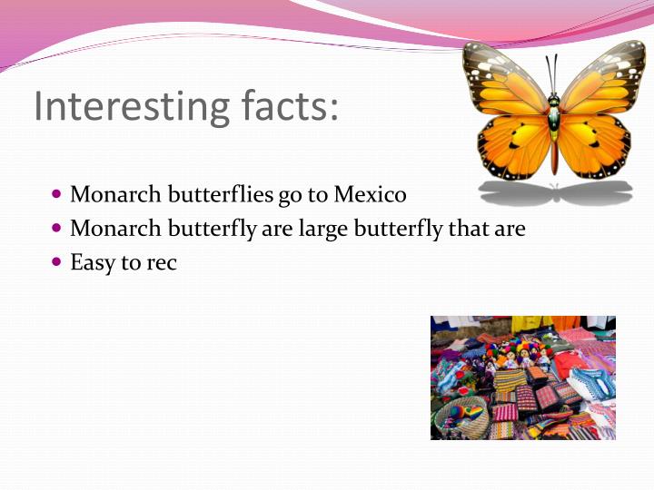 PPT - Monarch butterfly PowerPoint Presentation - ID:2430433