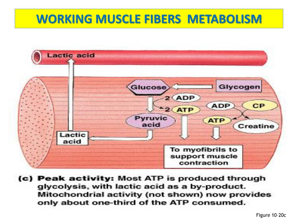 PPT - ATP of Skeletal Muscles PowerPoint Presentation, free download ... PPT - ATP of Skeletal Muscles PowerPoint Presentation, free download ...