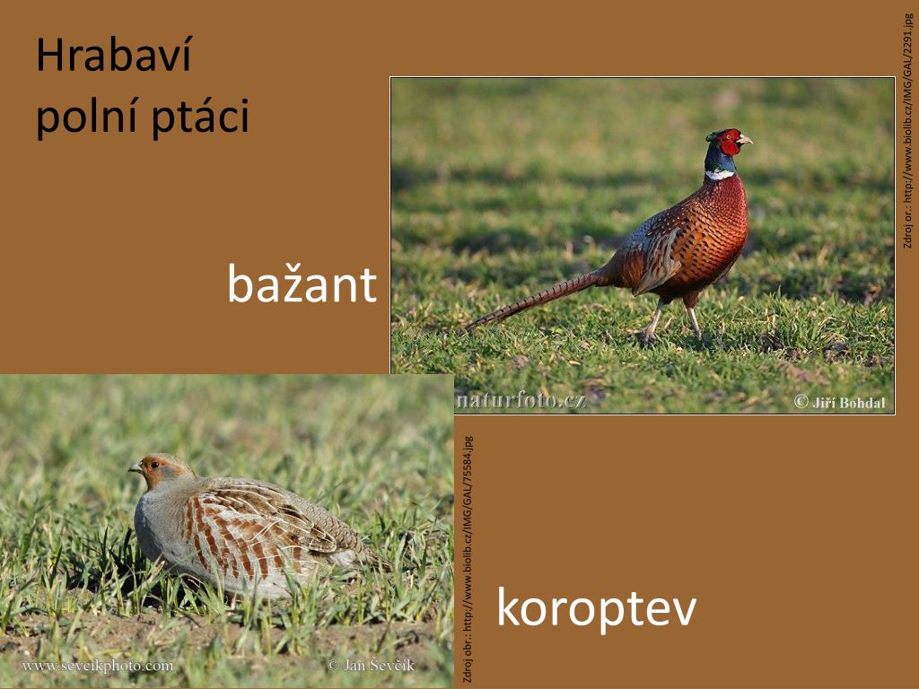 PPT - Ptáci v blízkosti lidských obydlí PowerPoint Presentation, free ...