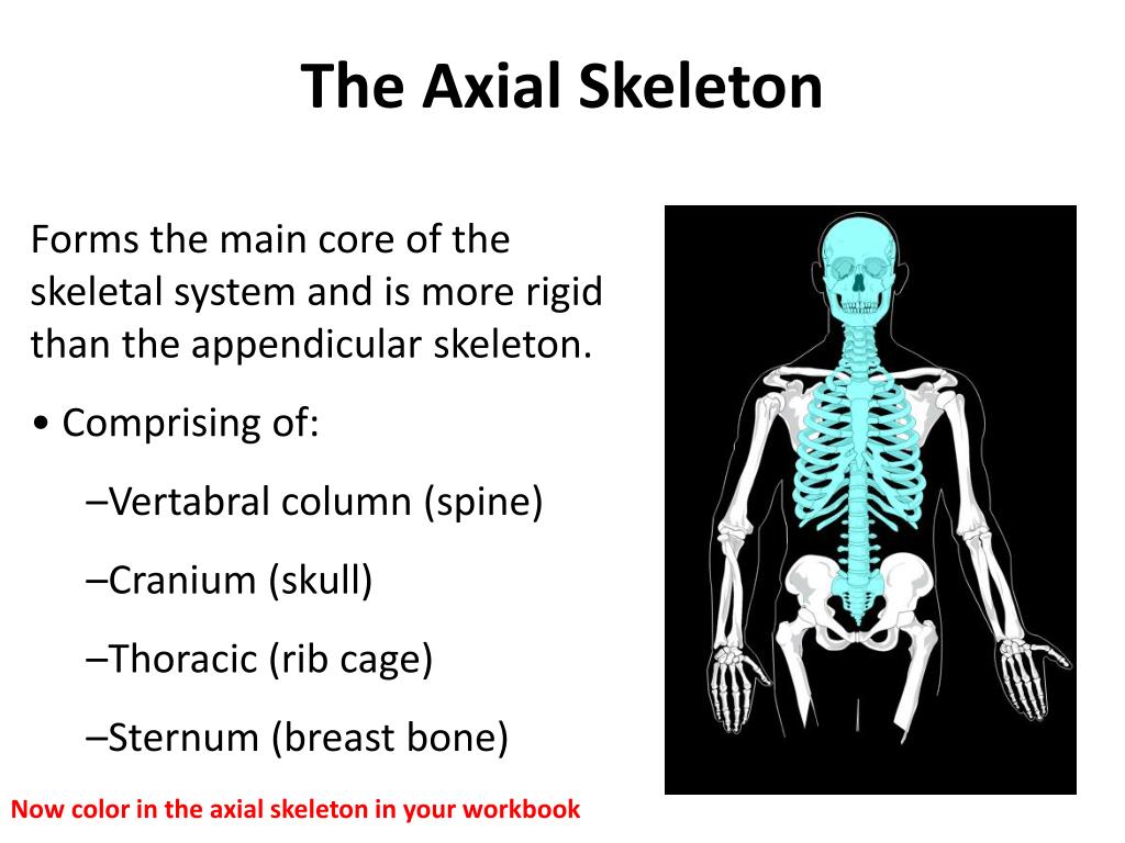 PPT - Introduction to Musculoskeletal Anatomy PowerPoint Presentation ...