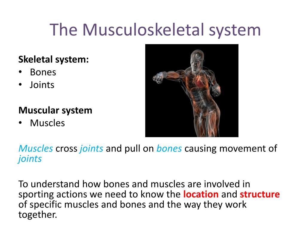 PPT - Introduction to Musculoskeletal Anatomy PowerPoint Presentation ...