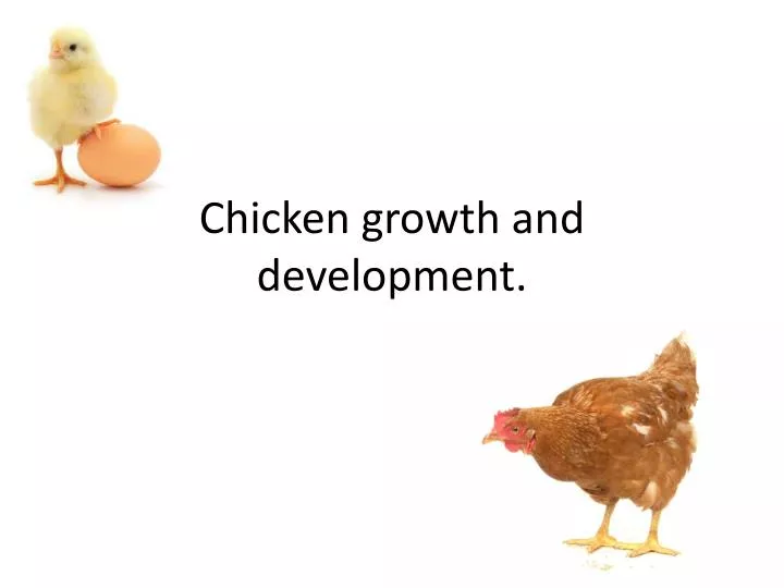 PPT - Chicken growth and development. PowerPoint Presentation, free ...