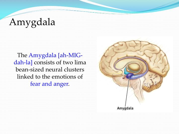 PPT - Limbic System PowerPoint Presentation - ID:2431575