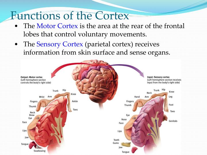 PPT - Limbic System PowerPoint Presentation - ID:2431575