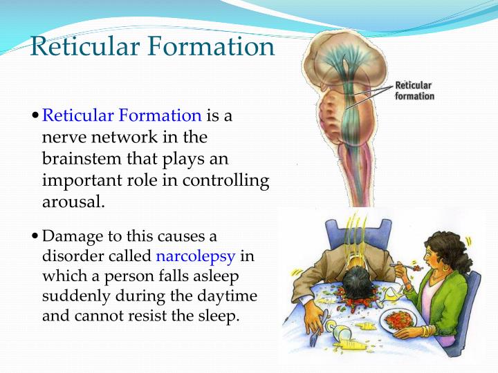 PPT - Limbic System PowerPoint Presentation - ID:2431575