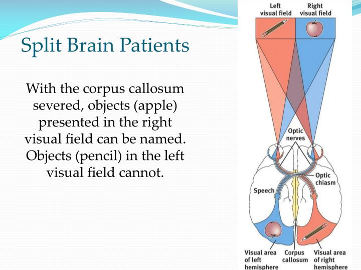 PPT - Limbic System PowerPoint Presentation - ID:2431575