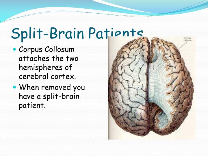 PPT - Limbic System PowerPoint Presentation - ID:2431575