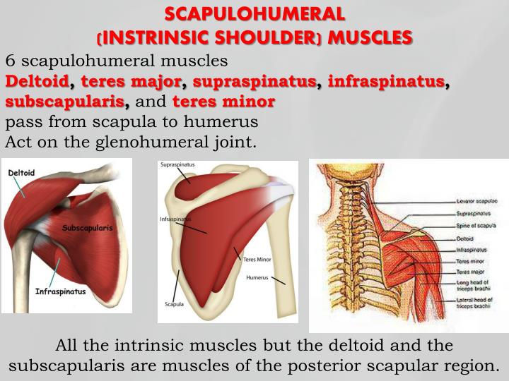 PPT - SHOULDER & ARM PowerPoint Presentation - ID:2431727