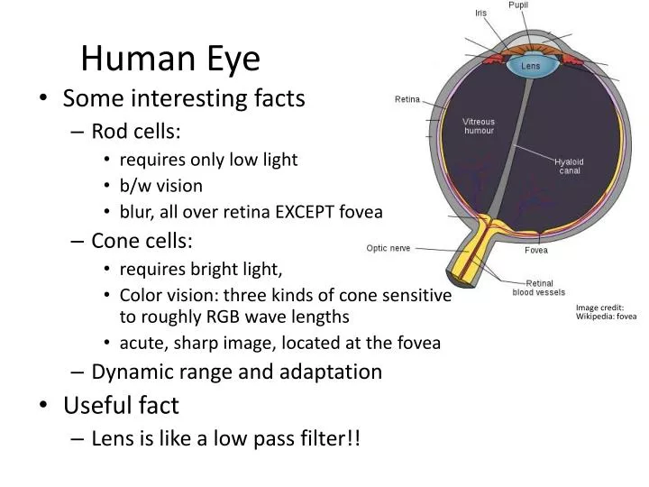PPT - Human Eye PowerPoint Presentation, free download - ID:2432012