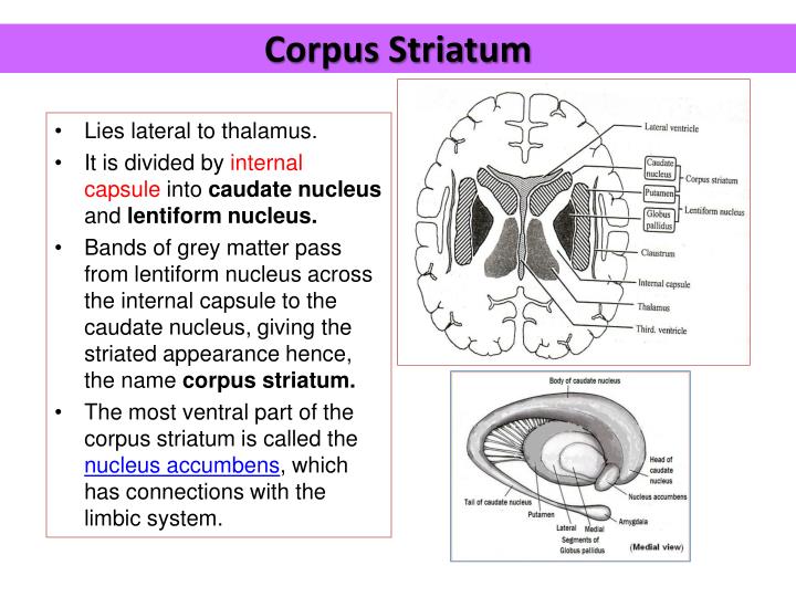 PPT - BASAL GANGLIA PowerPoint Presentation - ID:2432087