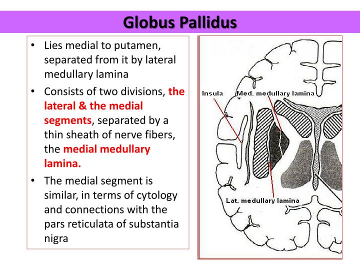 PPT - BASAL GANGLIA PowerPoint Presentation - ID:2432087