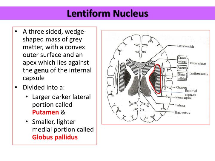 PPT - BASAL GANGLIA PowerPoint Presentation - ID:2432087