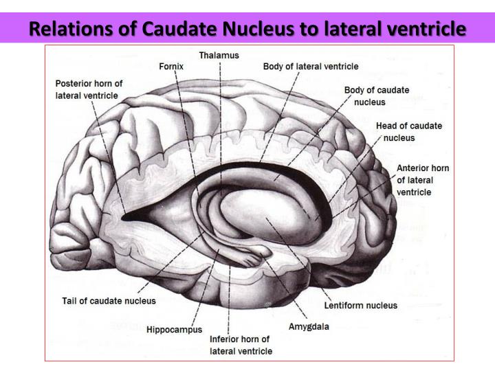 PPT - BASAL GANGLIA PowerPoint Presentation - ID:2432087