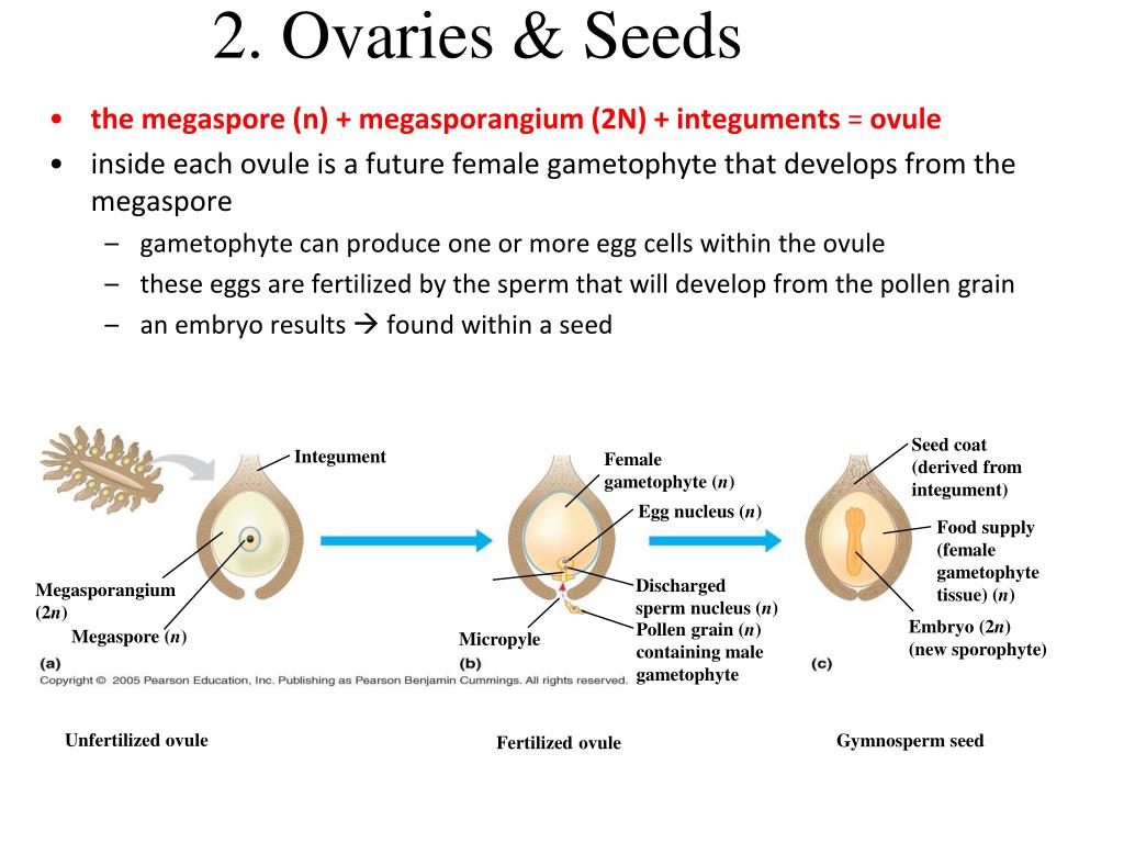 PPT - Plant Diversity II: Evolution by Seed Plants PowerPoint ...
