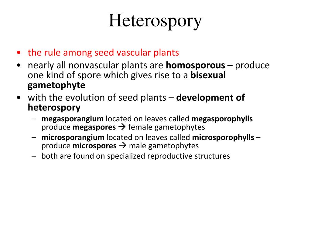 PPT - Plant Diversity II: Evolution by Seed Plants PowerPoint ...