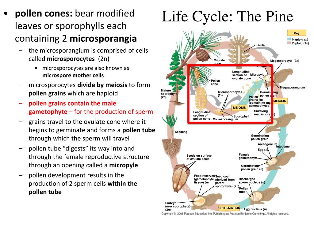 PPT - Plant Diversity II: Evolution by Seed Plants PowerPoint ...