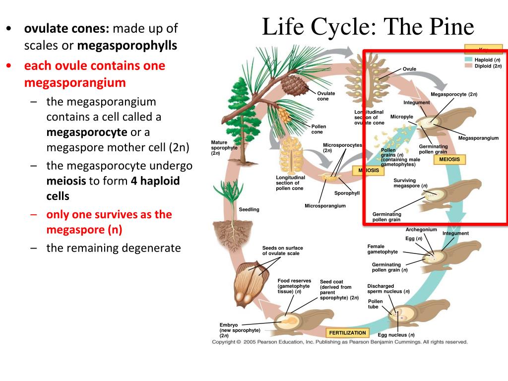 PPT - Plant Diversity II: Evolution by Seed Plants PowerPoint ...