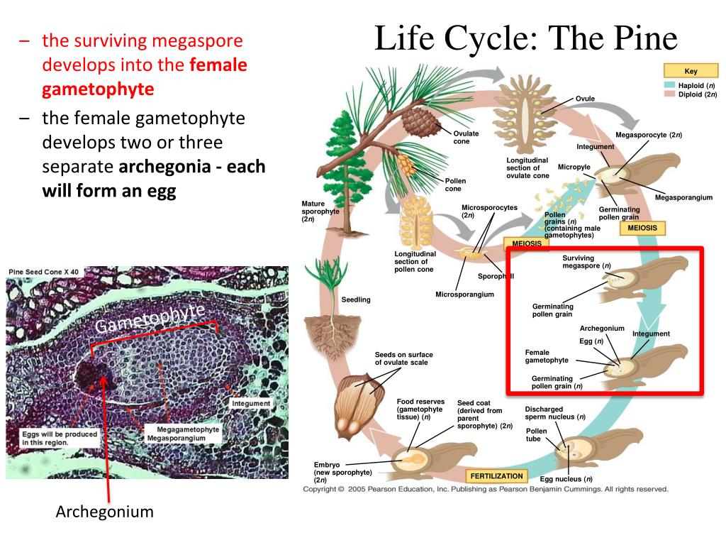 PPT - Plant Diversity II: Evolution by Seed Plants PowerPoint ...