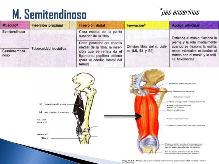PPT - Muslo PowerPoint Presentation - ID:2432245