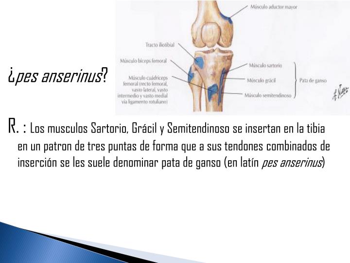 PPT - Muslo PowerPoint Presentation - ID:2432245