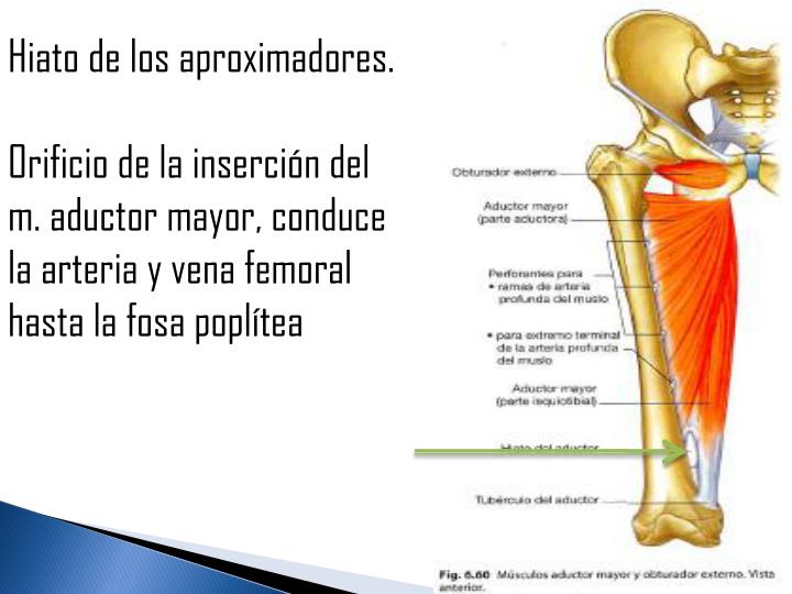 PPT - Muslo PowerPoint Presentation - ID:2432245