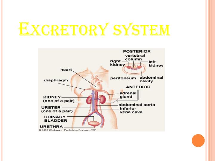 PPT - Excretory system simile and basic facts PowerPoint Presentation ...