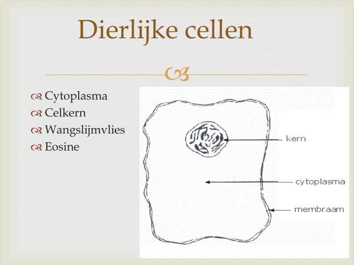 PPT - Cellen en organen PowerPoint Presentation - ID:2432650