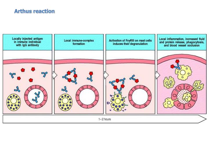 PPT - IMMUNITY PowerPoint Presentation - ID:2432676
