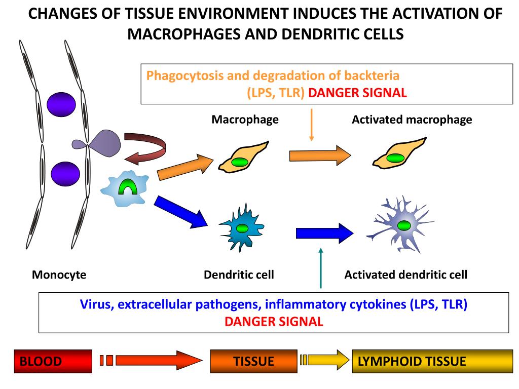 PPT - Infectious diseases Tissue transplantation Elimination of tumors ...