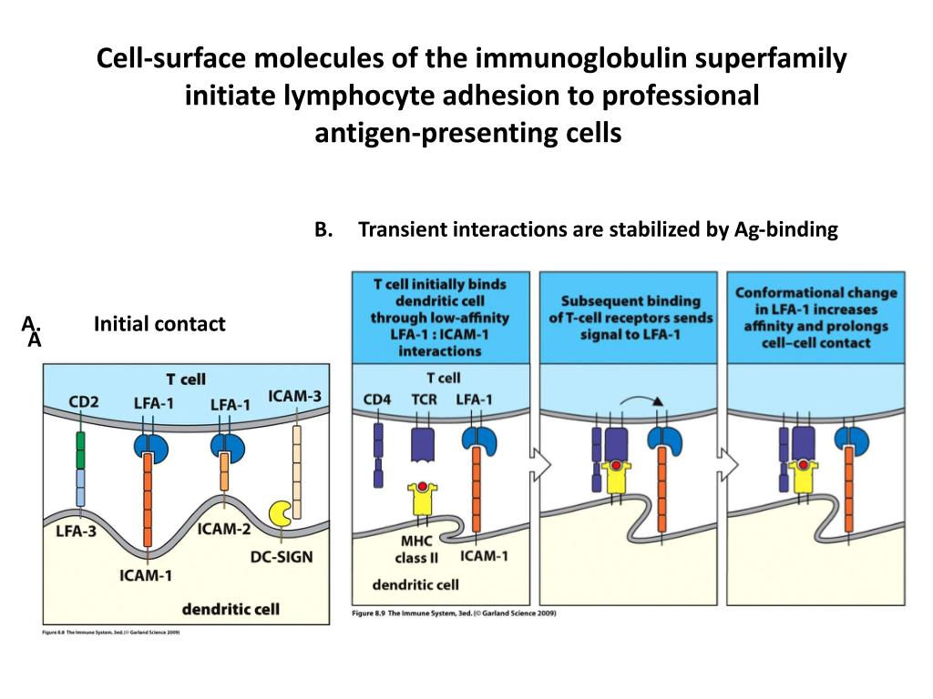 PPT - Infectious diseases Tissue transplantation Elimination of tumors ...