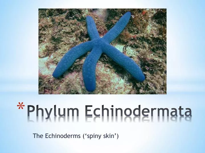 PPT - Phylum Echinodermata PowerPoint Presentation, free download - ID:2433079