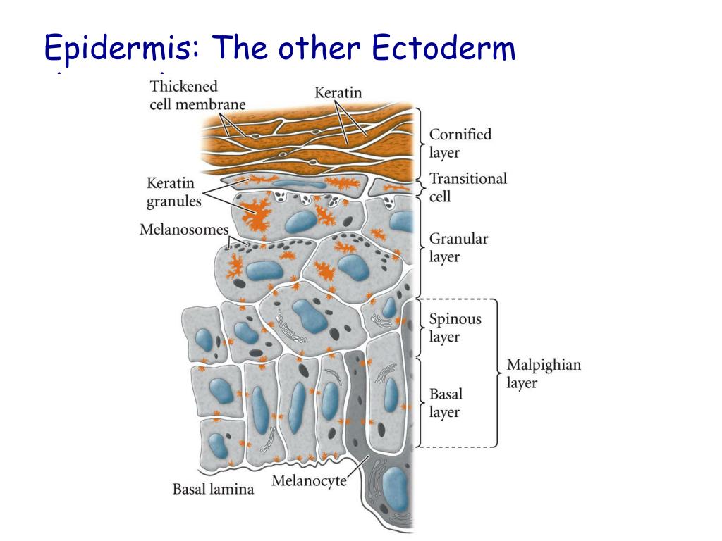 PPT - Ectoderm Fate PowerPoint Presentation, free download - ID:2433118 PPT - Ectoderm Fate PowerPoint Presentation, free download - ID:2433118