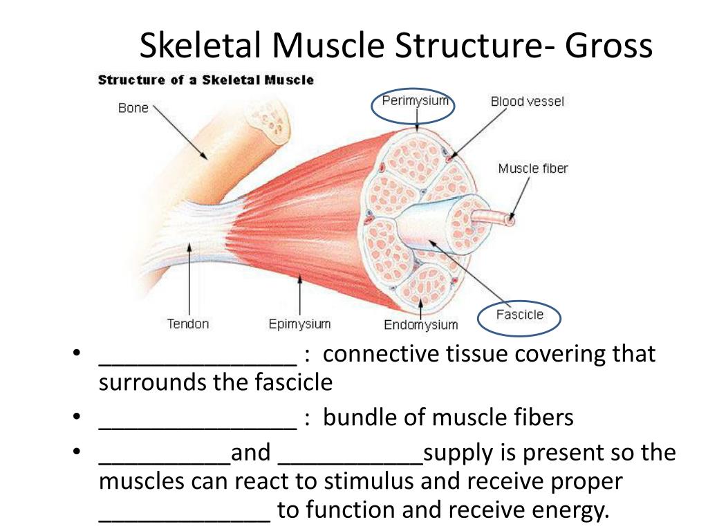 PPT - Muscular System (Chapters 9 and 10) PowerPoint Presentation, free ...